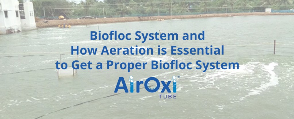 Biofloc system Archives - AirOxi™ Tube